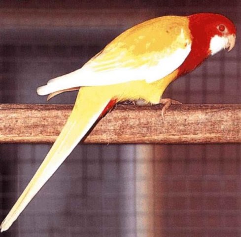 Lutino Rosella